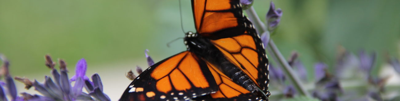 Butterfly Survey Walk & Talk | Franklin Park Conservatory and Botanical ...