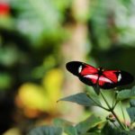 Franklin Park Conservatory and Botanical Gardens