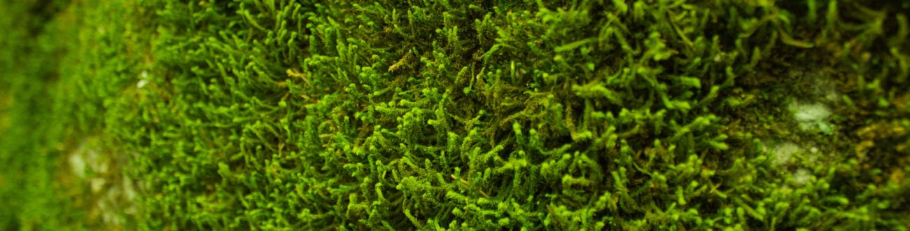 Zen: Mini Moss Terrariums | Franklin Park Conservatory and Botanical ...