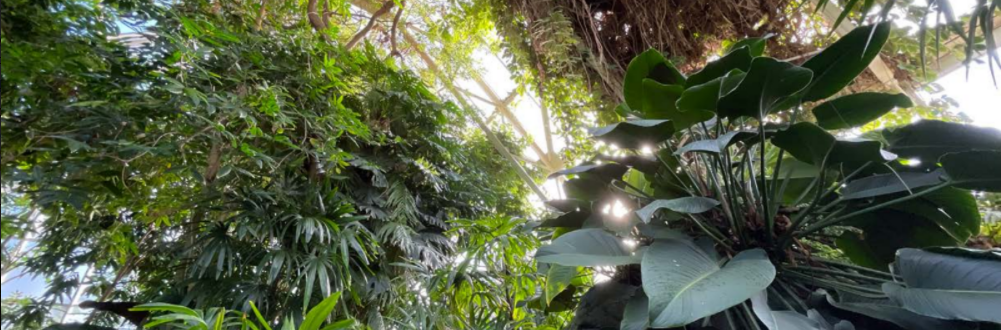 Rainforest Biome Planter | Franklin Park Conservatory and Botanical ...