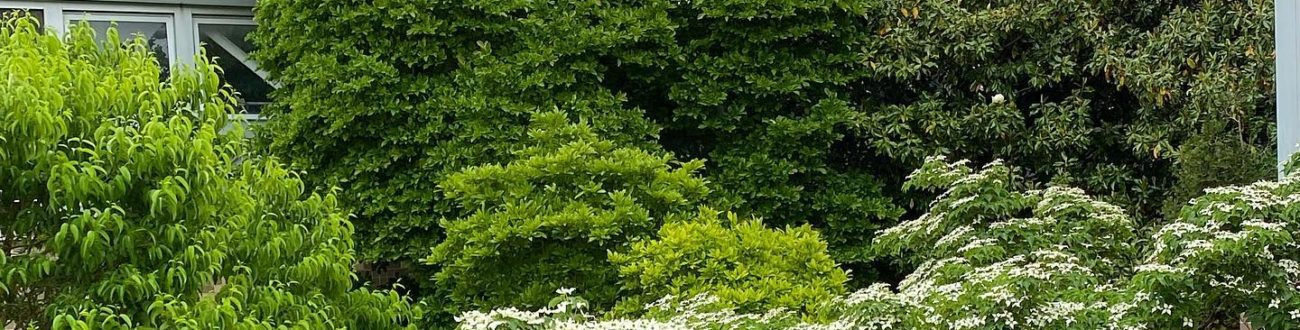 Tree Identification for Beginners | Franklin Park Conservatory and ...