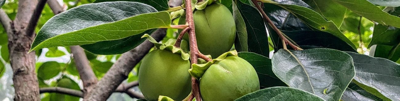 History of the Persimmon Tree | Franklin Park Conservatory and ...