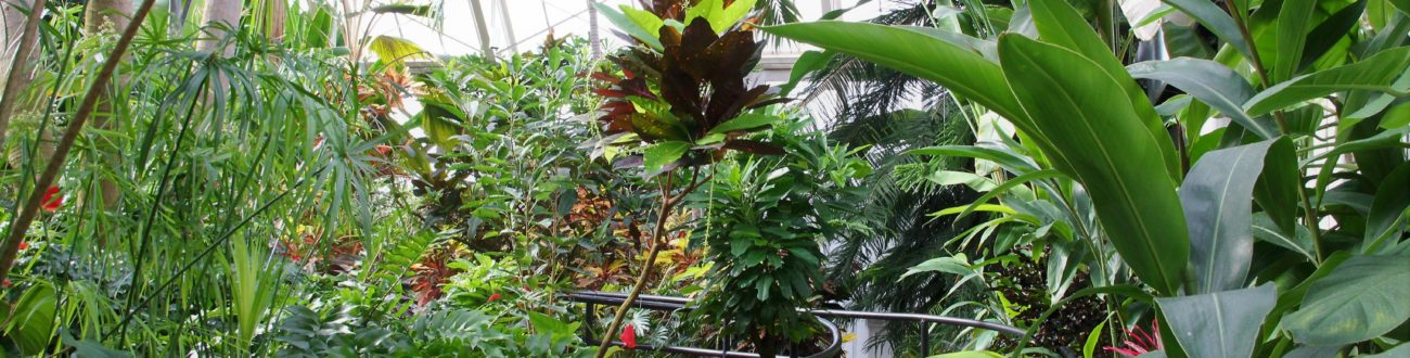 Terrarium: Rainforest Biome Plant & Sip | Franklin Park Conservatory ...