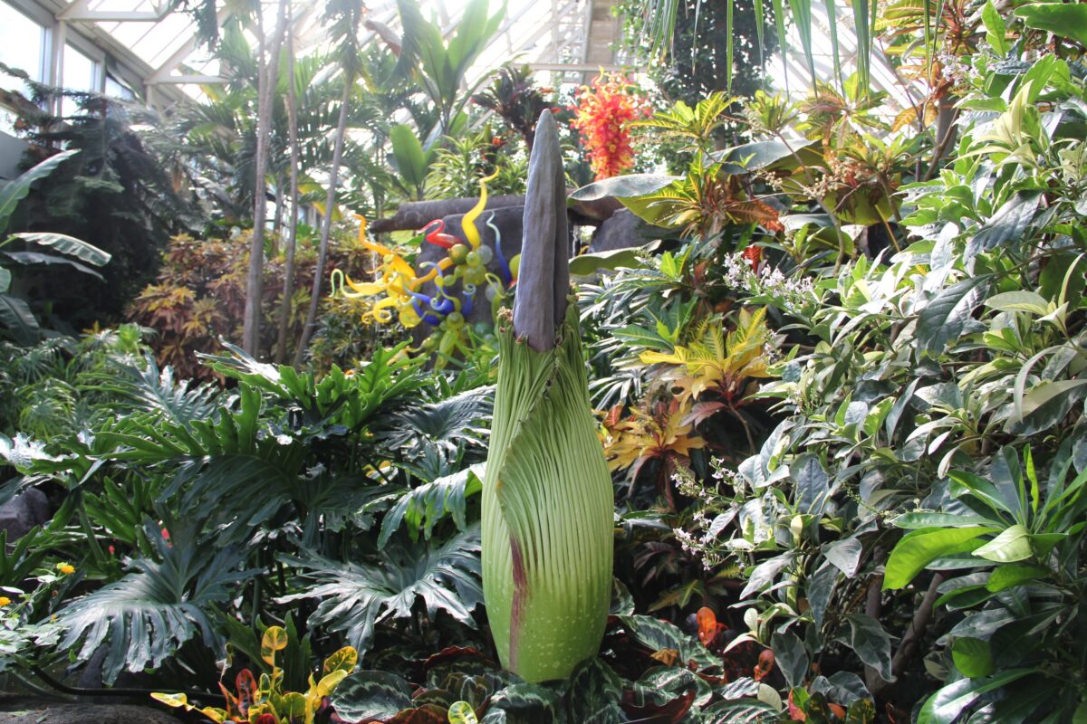 Amorphophallus titanum (Corpse Flower) | Franklin Park Conservatory and ...
