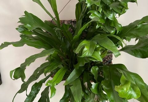 Plant Mounting: Fantastic Ferns | Franklin Park Conservatory and ...