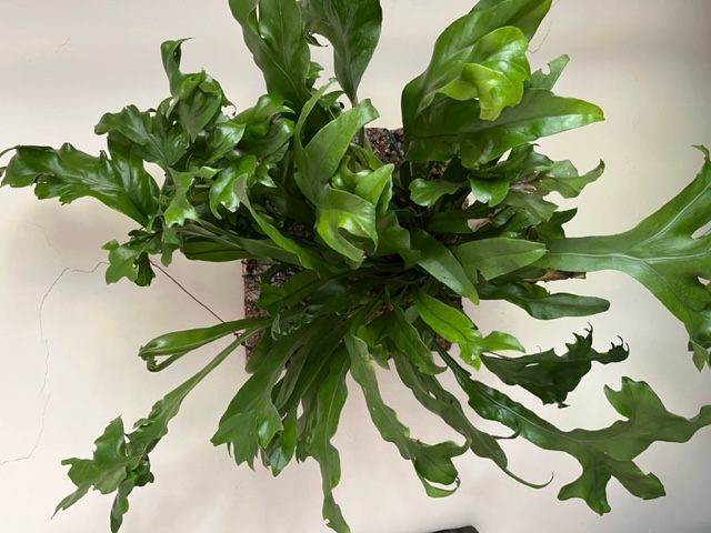 Plant Mounting: Fantastic Ferns | Franklin Park Conservatory and ...