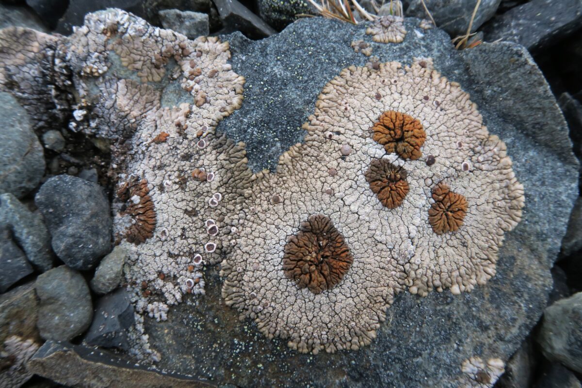 Tracking Lichens on the Frozen Continent | Franklin Park Conservatory ...