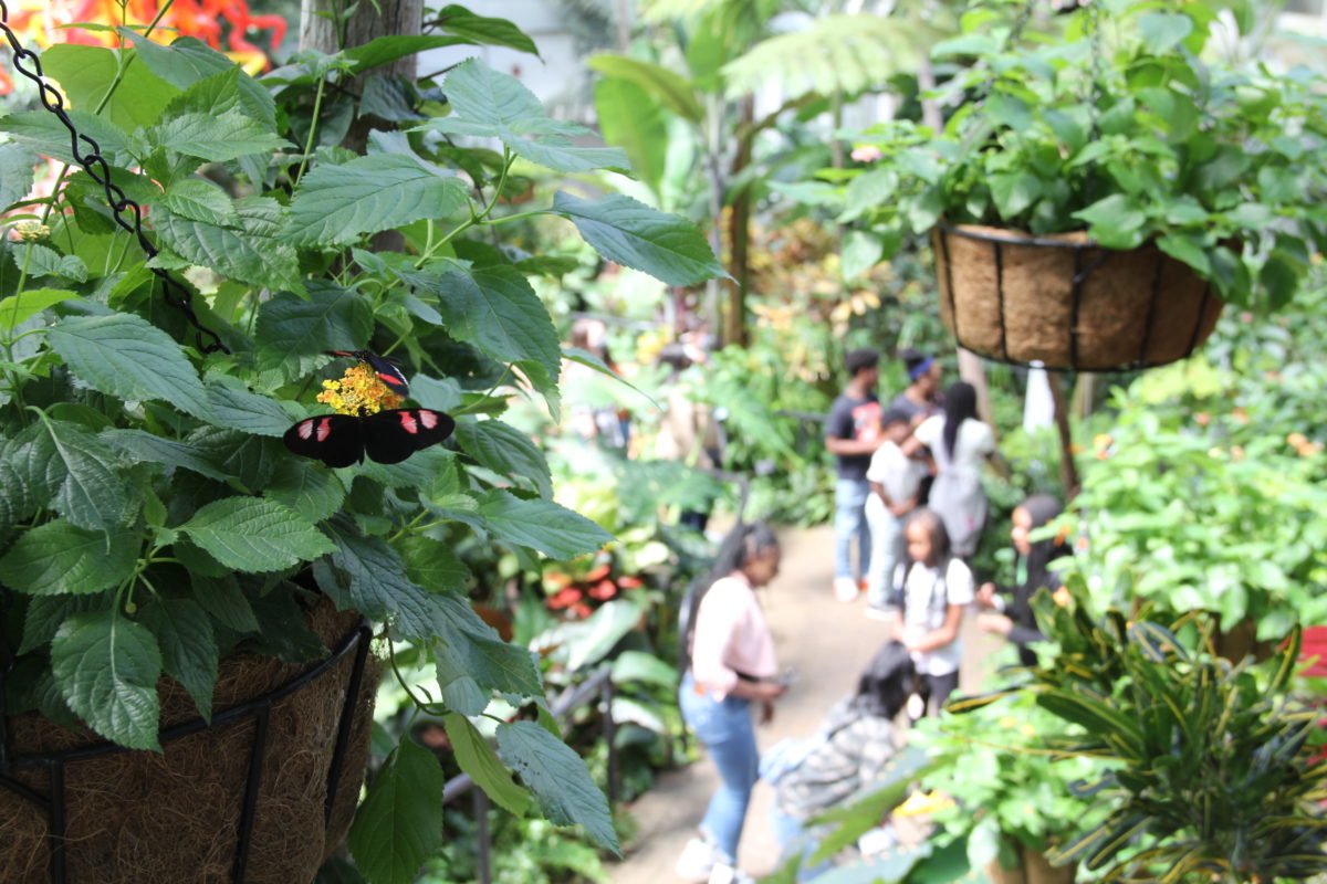 Fluttering Through Time: 30 Years of Blooms & Butterflies | Franklin ...