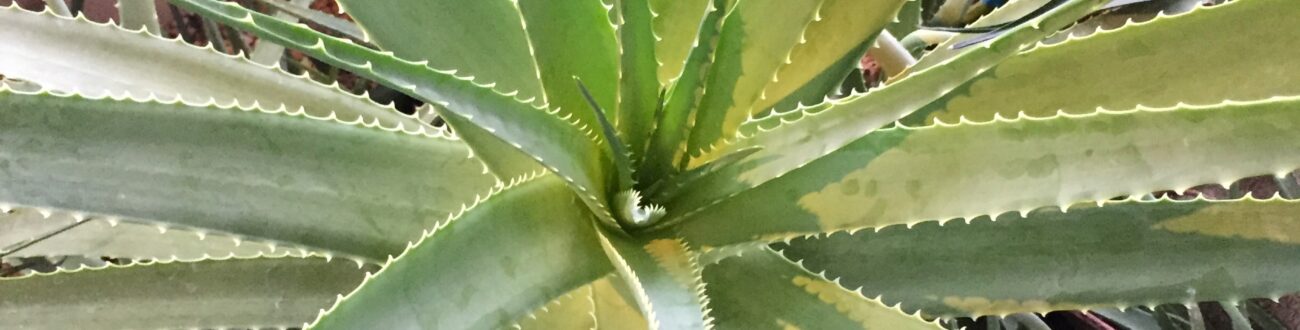 Drawing the Biomes: Desert | Franklin Park Conservatory and Botanical ...