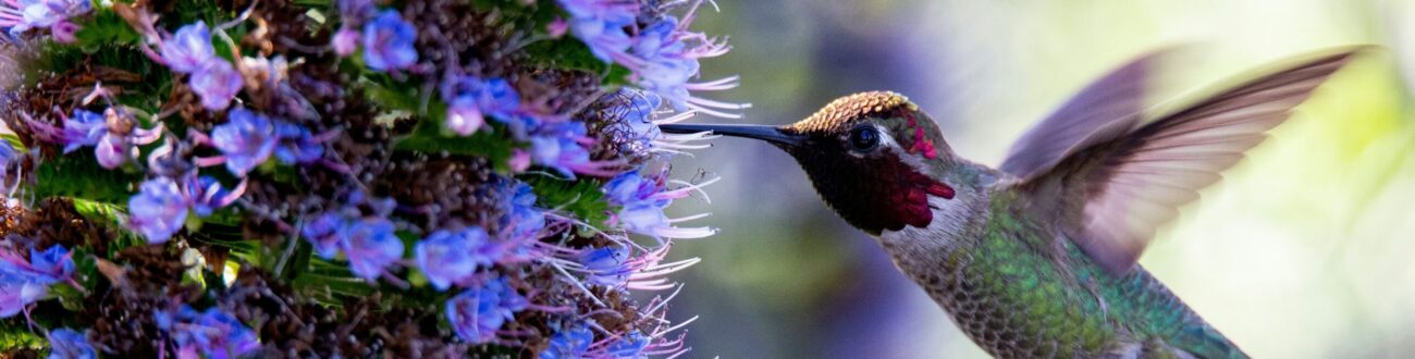 Hummingbird Walk | Franklin Park Conservatory and Botanical ...